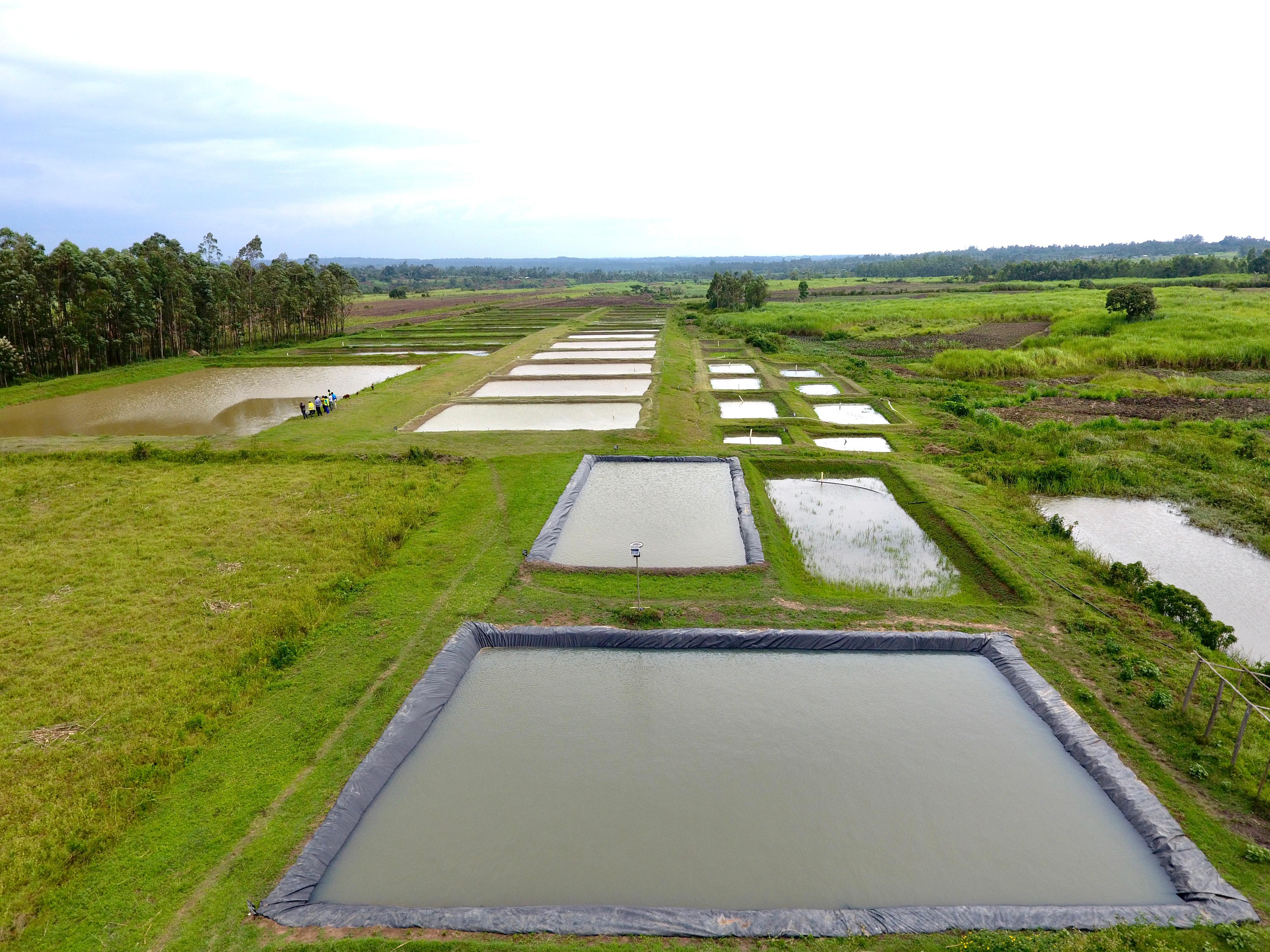 Home | Jumbo Fish Farm